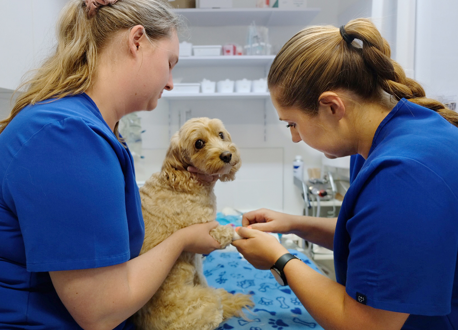 Pet Surgical Care | Highly Experienced Surgeons