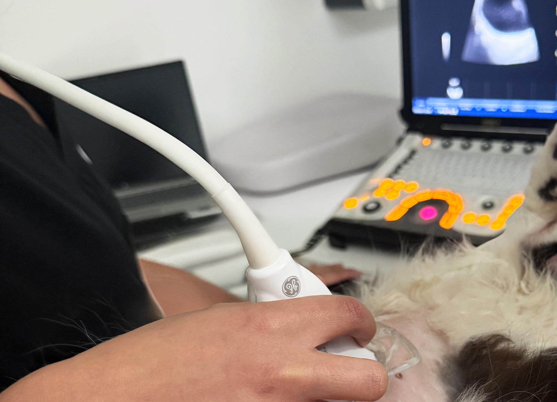 Pet Diagnostic Testing Services | Comprehensive Range.